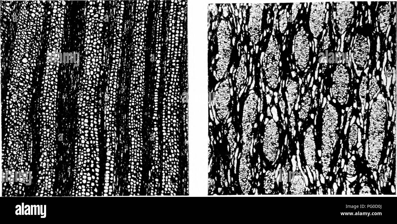 Pitys hi-res stock photography and images - Alamy