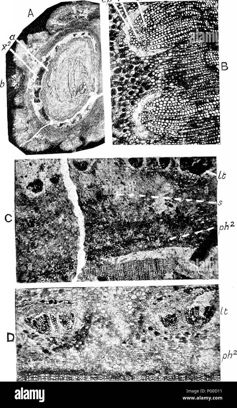 . Fossil plants : for students of botany and geology . Paleobotany. 272 ...