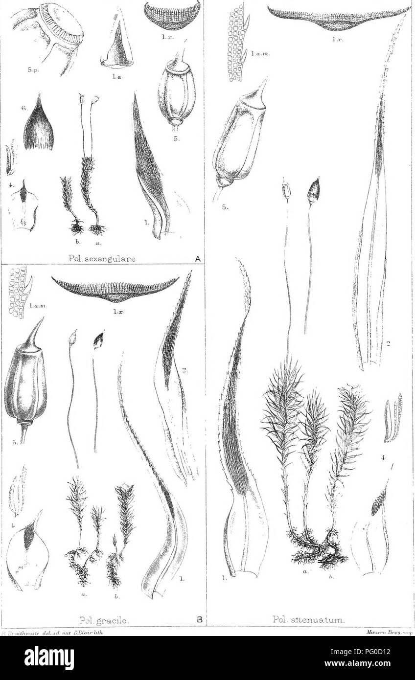 Moss species identification Black and White Stock Photos & Images - Alamy