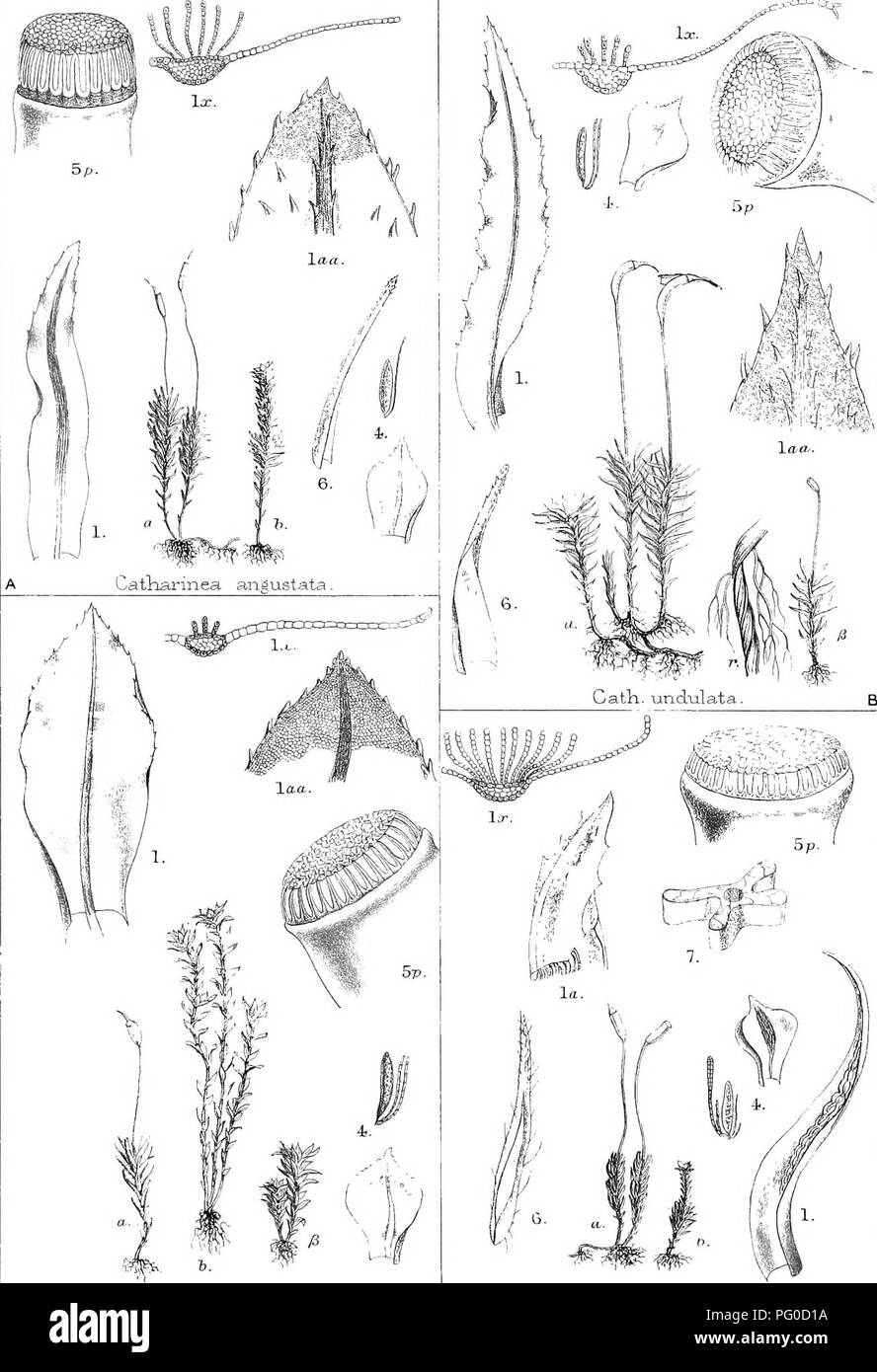 This work is a comprehensive study of British mosses, focusing on ...