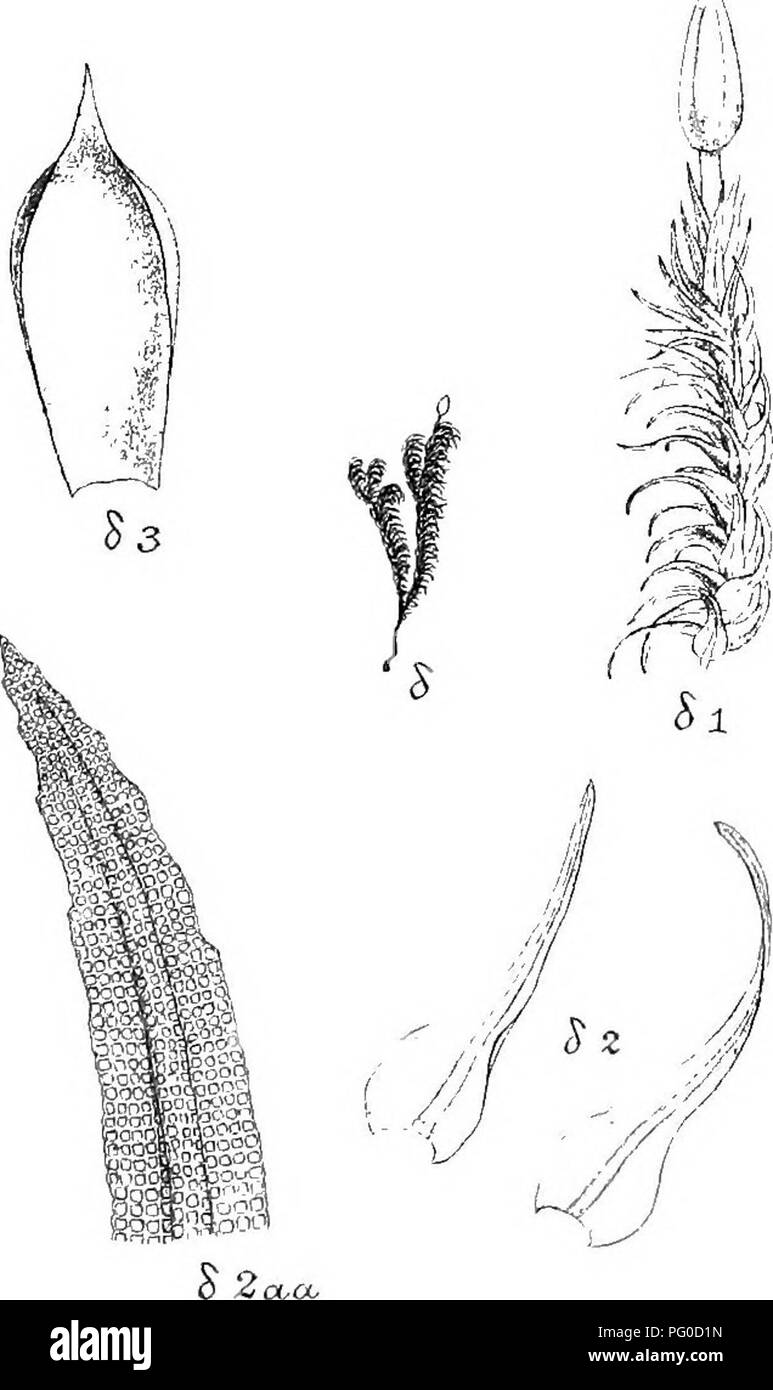 This work covers the moss species of Britain, providing in-depth ...
