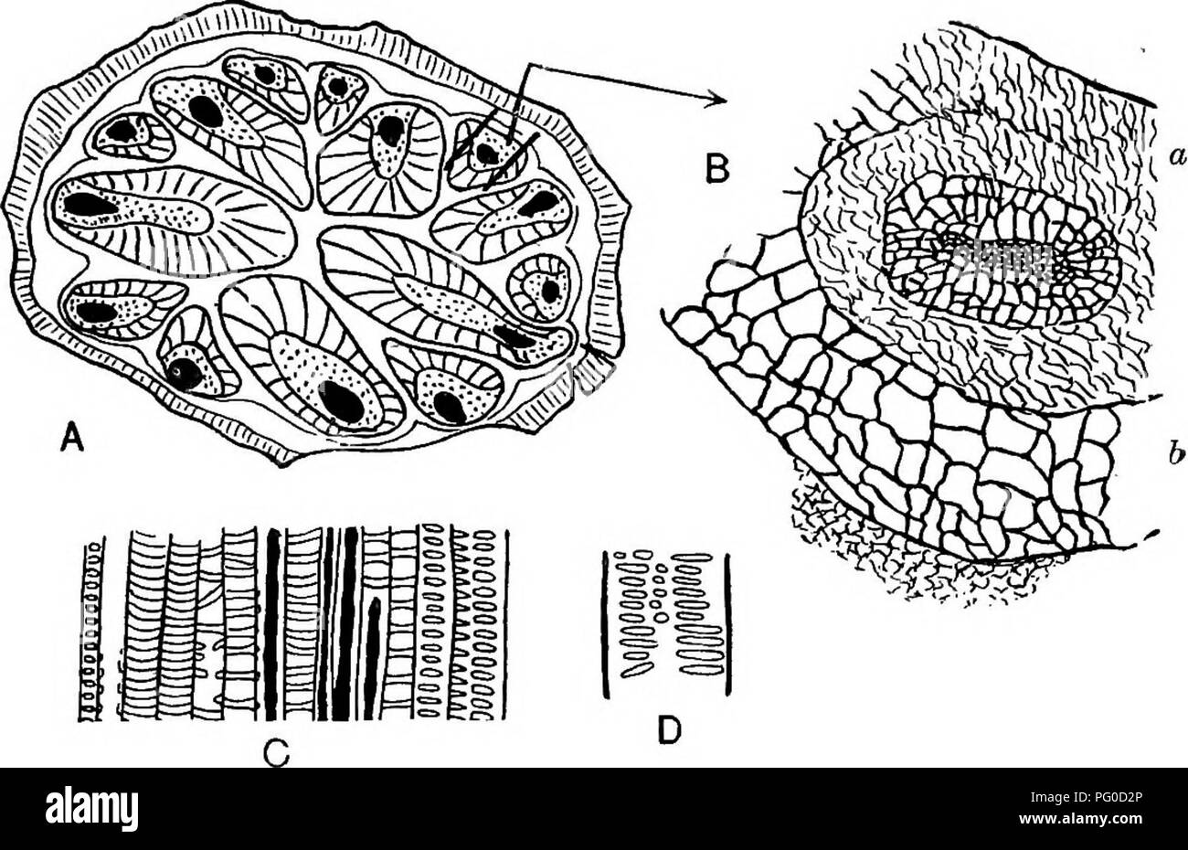 This work explores fossilized plant specimens for students of botany ...