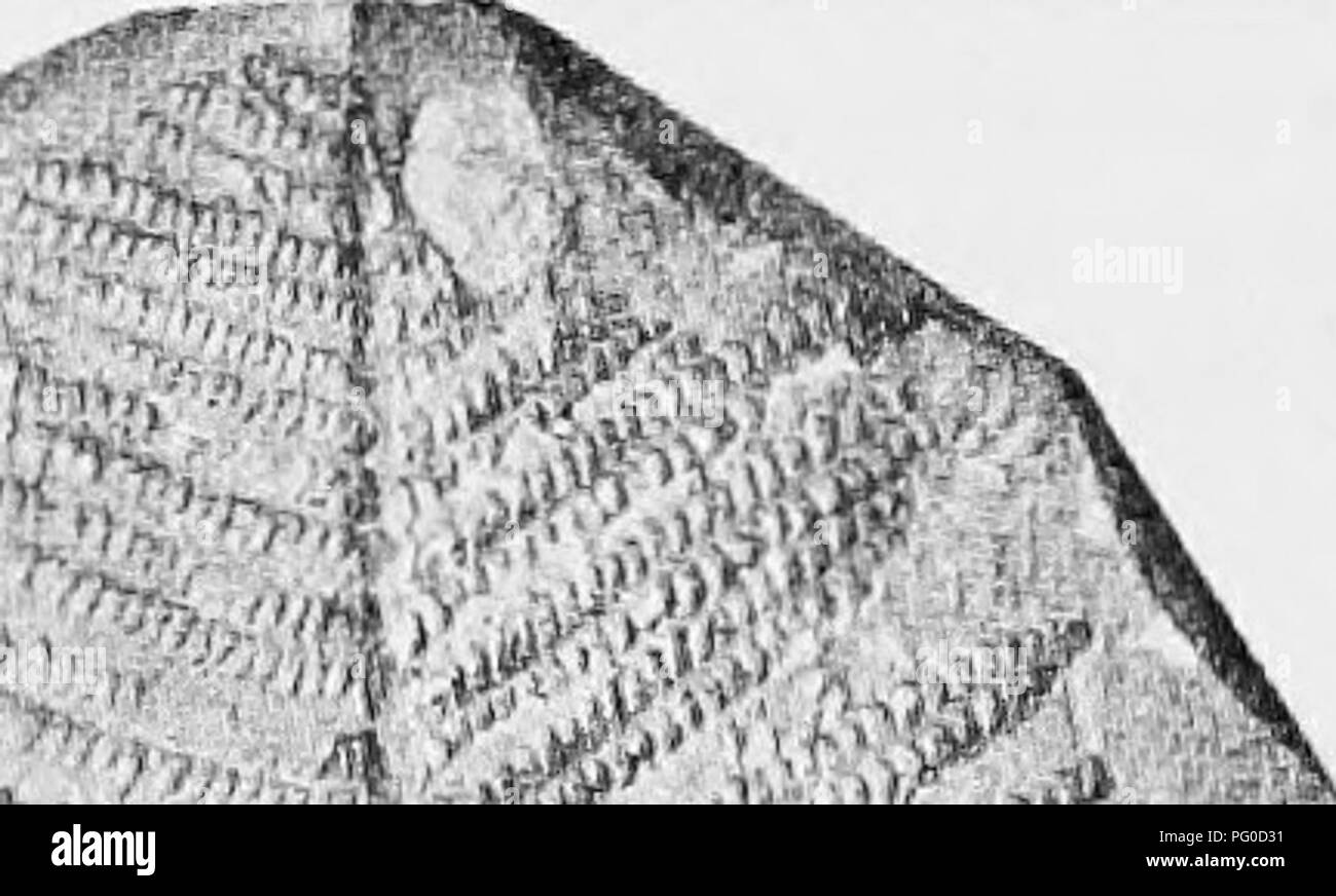 This work on fossil plants presents species like Pteridosperms, which ...
