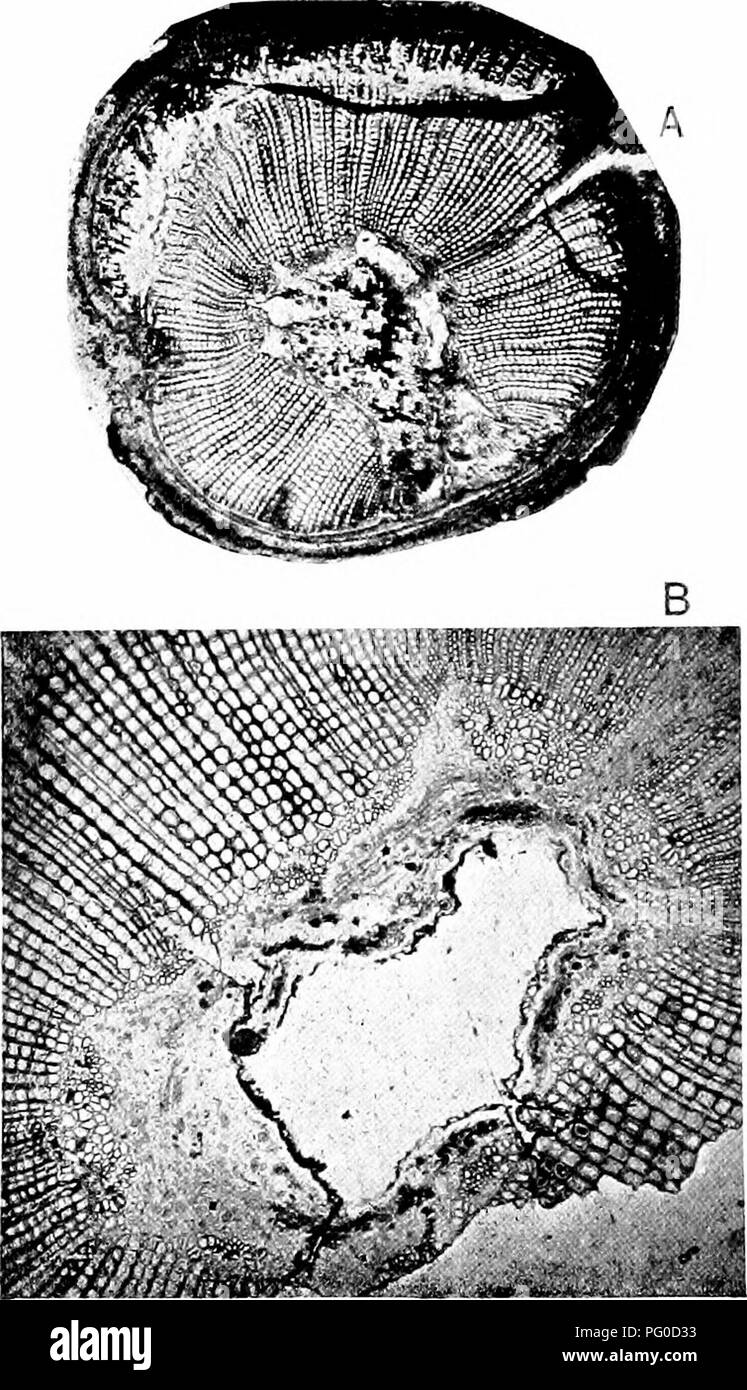 An illustration from a study of fossil plants, specifically focusing on ...