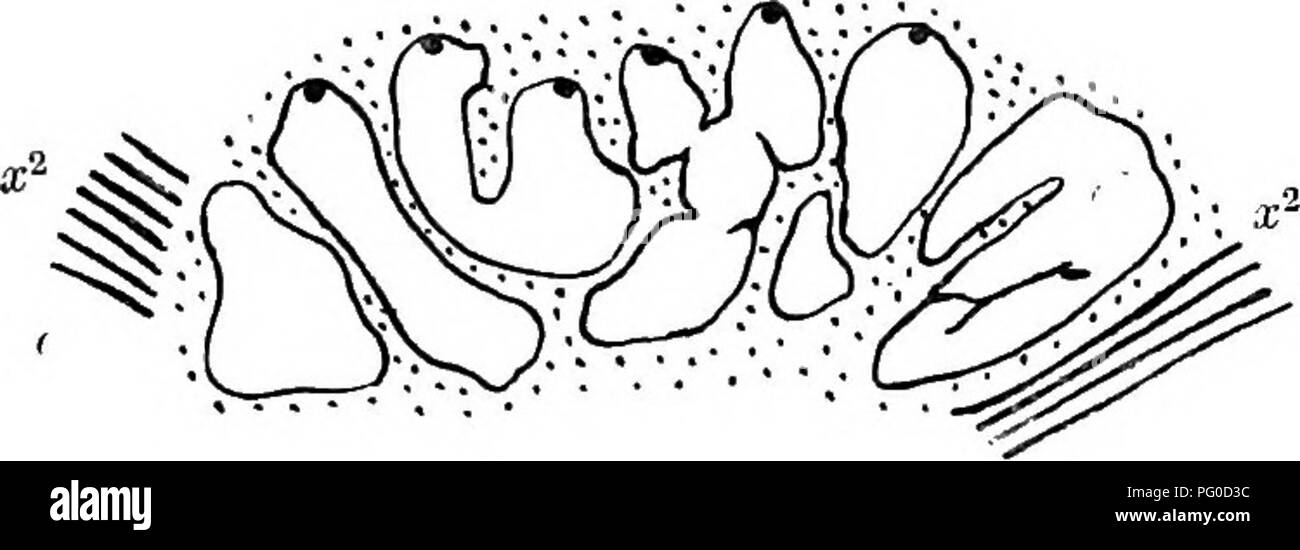 This image shows a transverse section of the fossil plant Rhetinangium ...