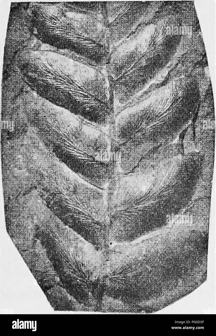 This fossil of Neuropteris macrophylla illustrates the distinct ...