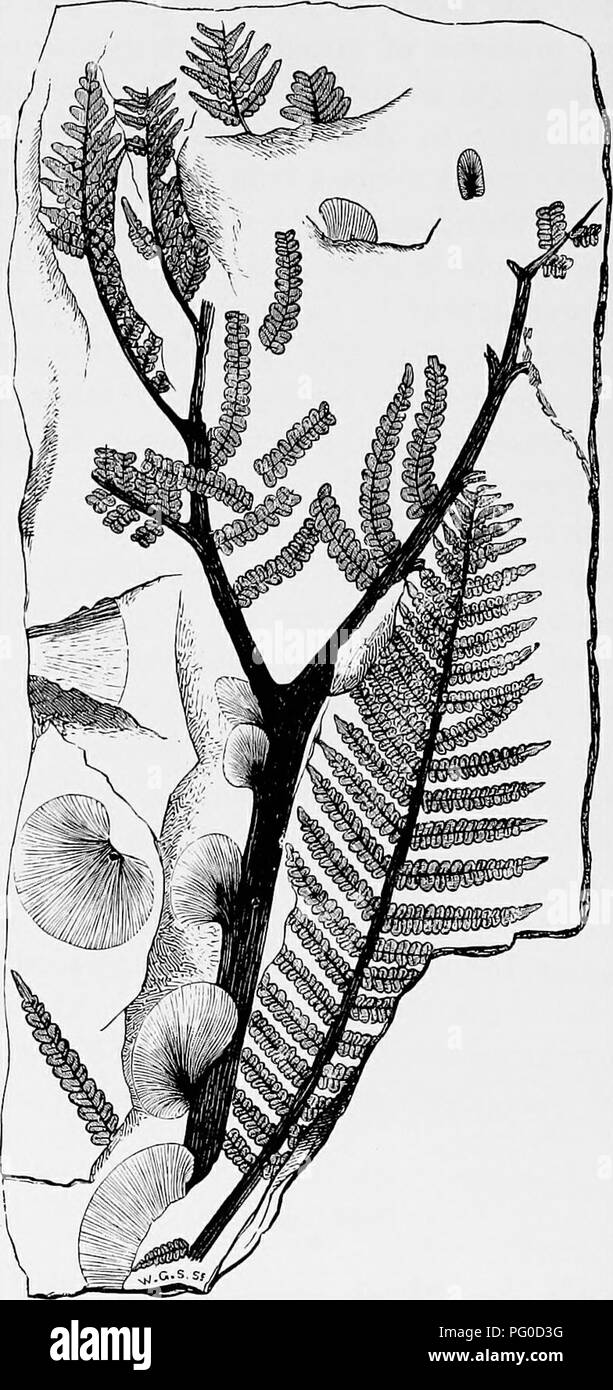 Neuropteris hi-res stock photography and images - Alamy