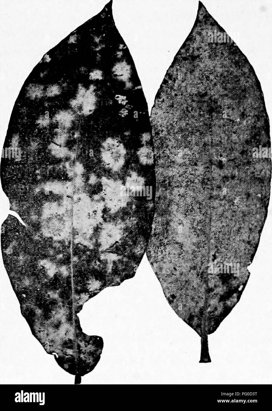 Orange pustules Black and White Stock Photos & Images - Alamy