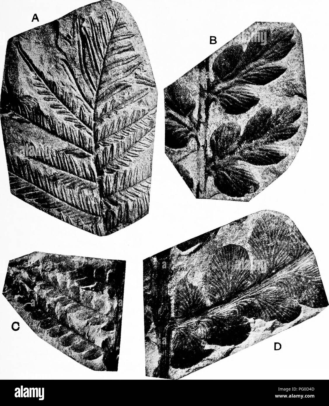 This book focuses on fossil plants, providing a detailed study of ...