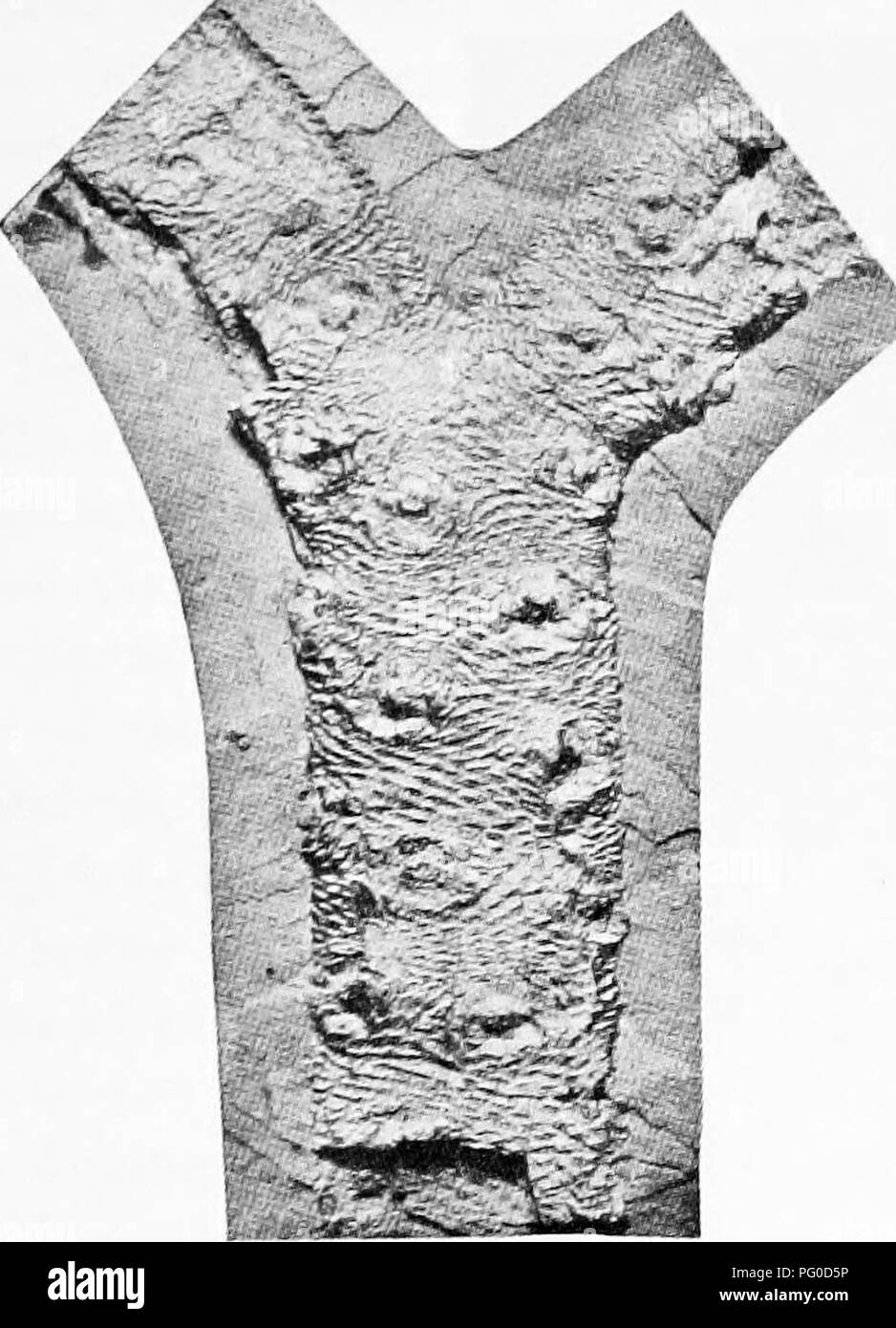 This entry explores fossil plants, specifically focusing on Palaeozoic ...