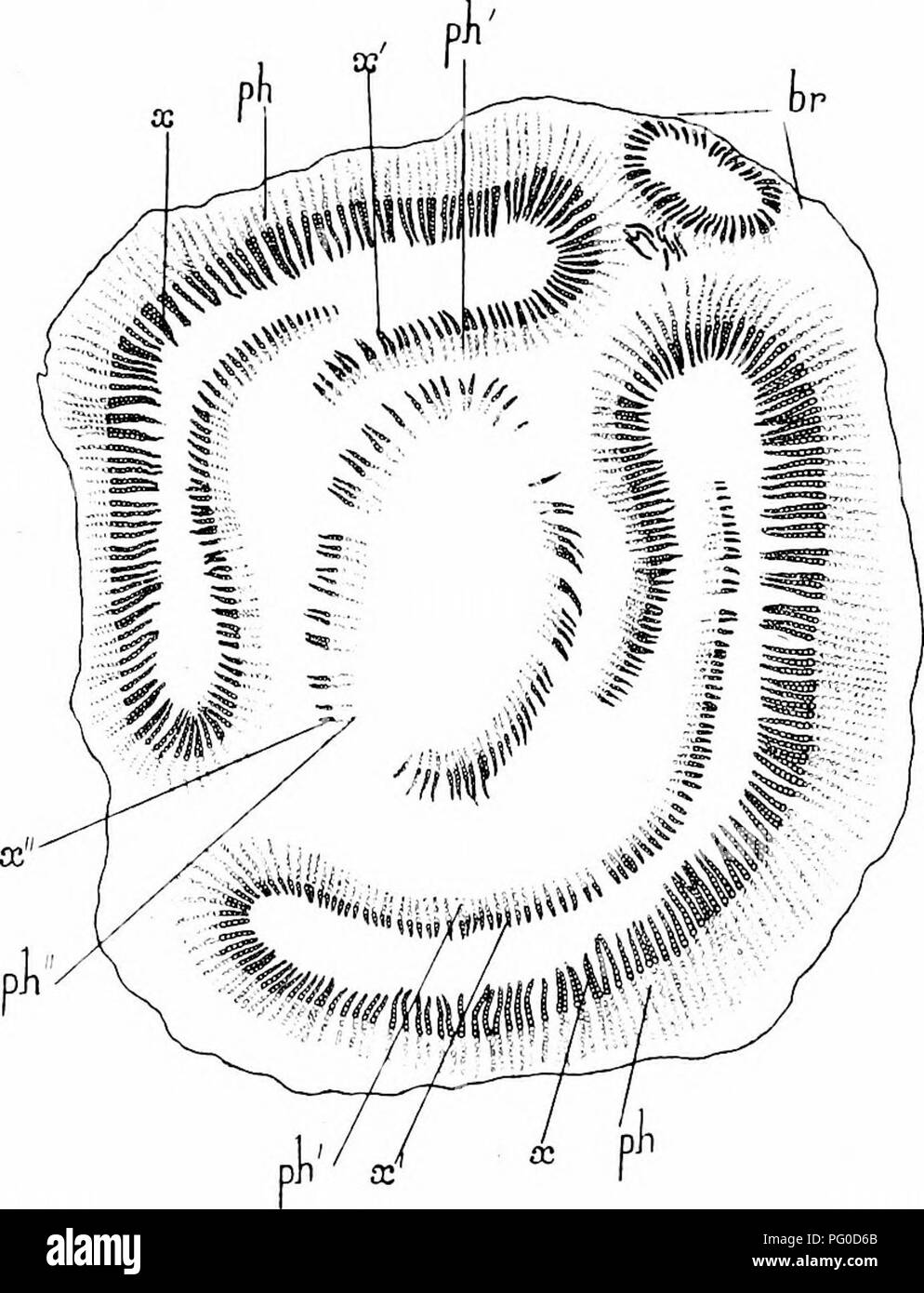 This work explores fossilized plant specimens, providing detailed ...