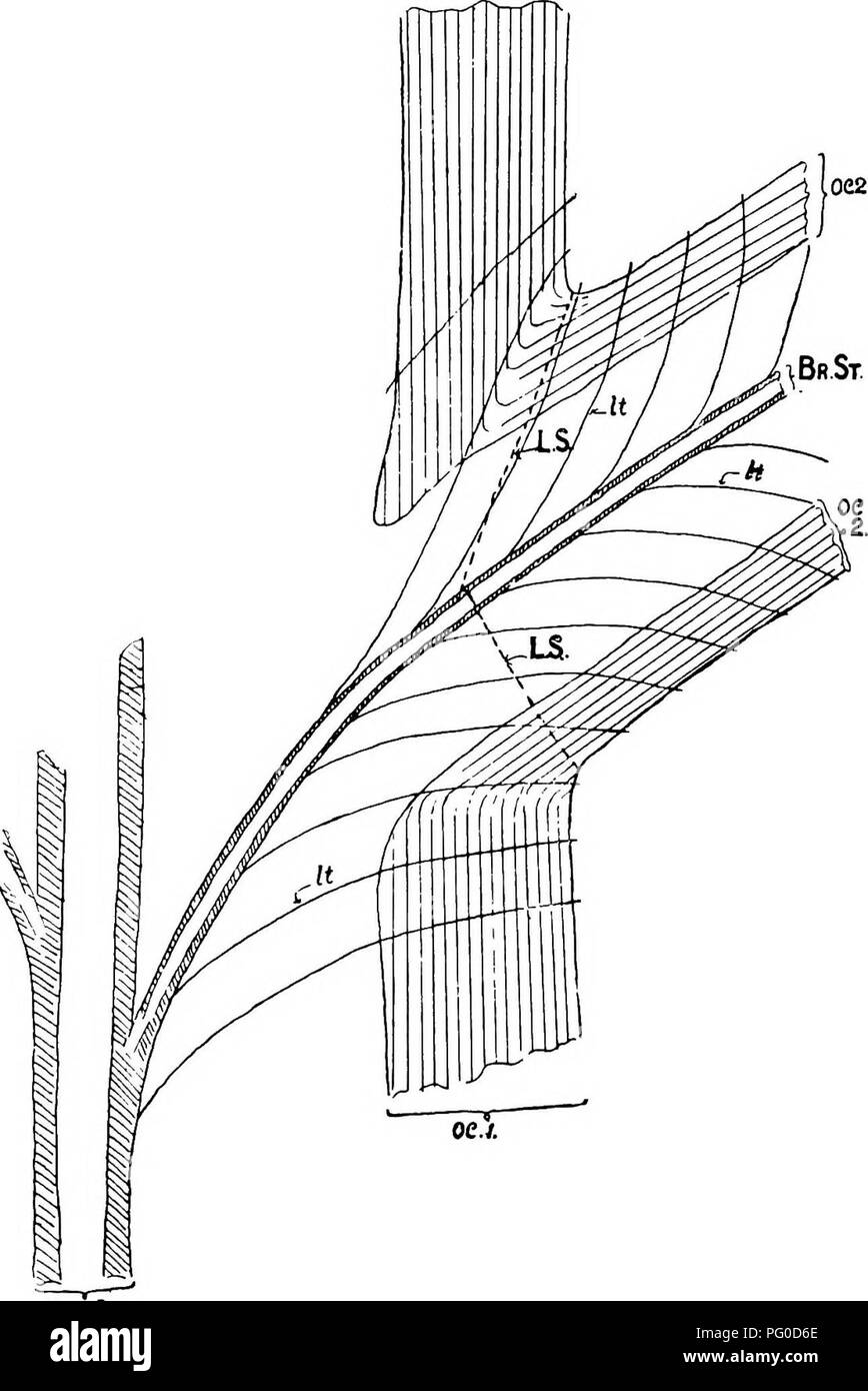 Conical tissue section hi-res stock photography and images - Alamy