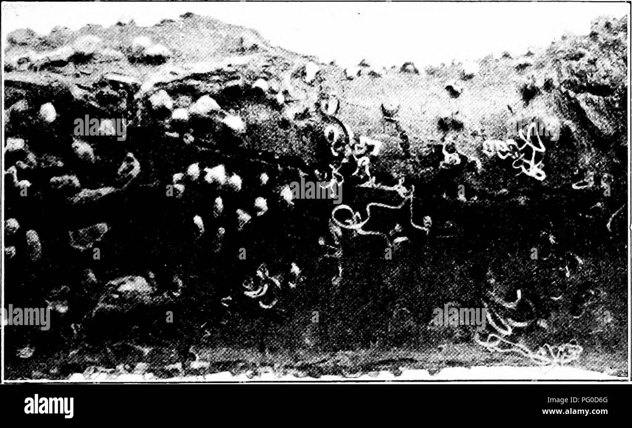 Pinhead size hi-res stock photography and images - Alamy