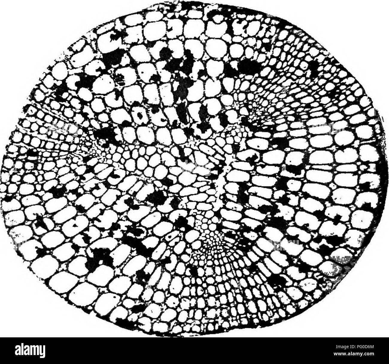 Sphenophyllum hi-res stock photography and images - Alamy