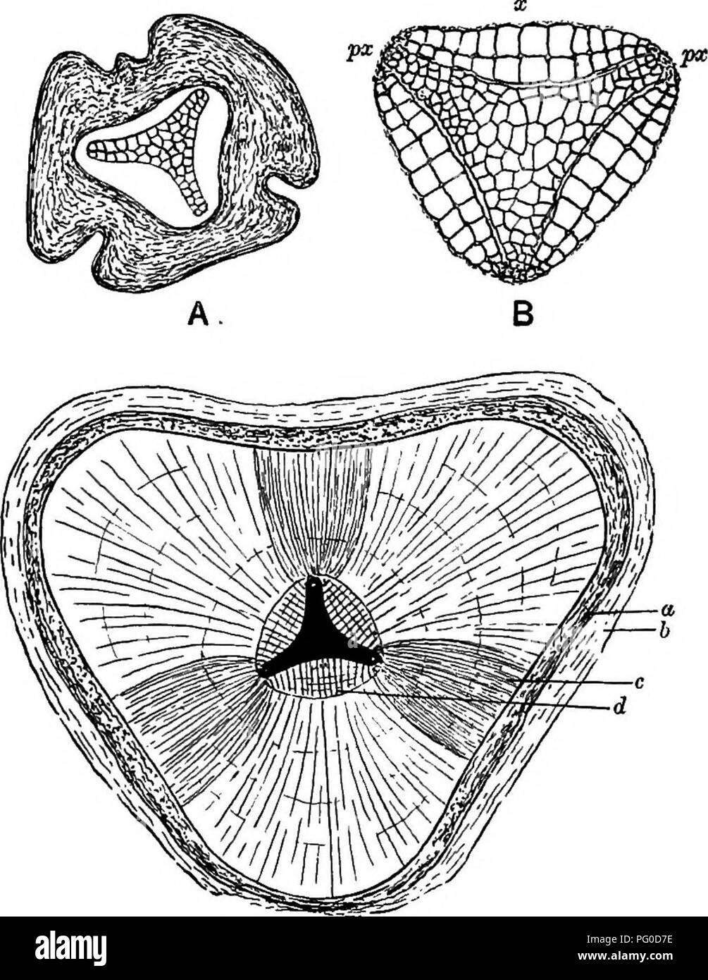 Sphenophyllum hi-res stock photography and images - Alamy