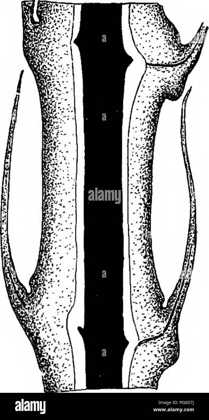 . Fossil plants : for students of botany and geology . Paleobotany. XI ...