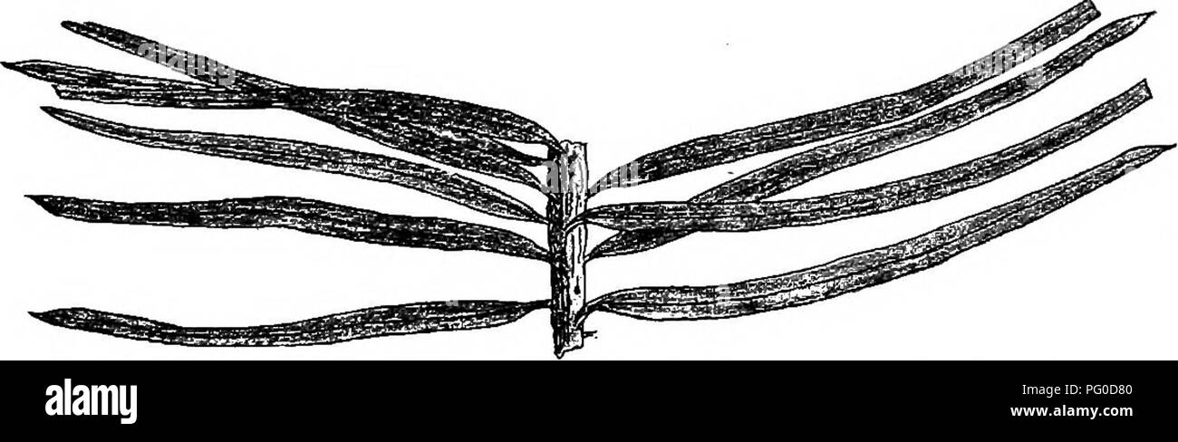 Megastrobili hi-res stock photography and images - Alamy