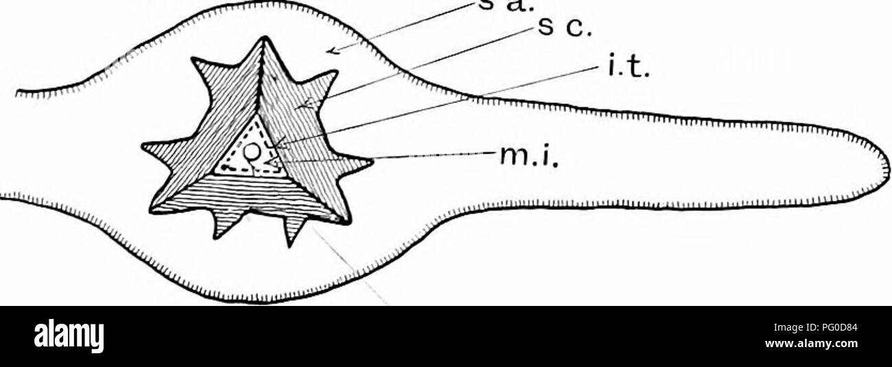 Fossil formation diagram hi-res stock photography and images - Alamy