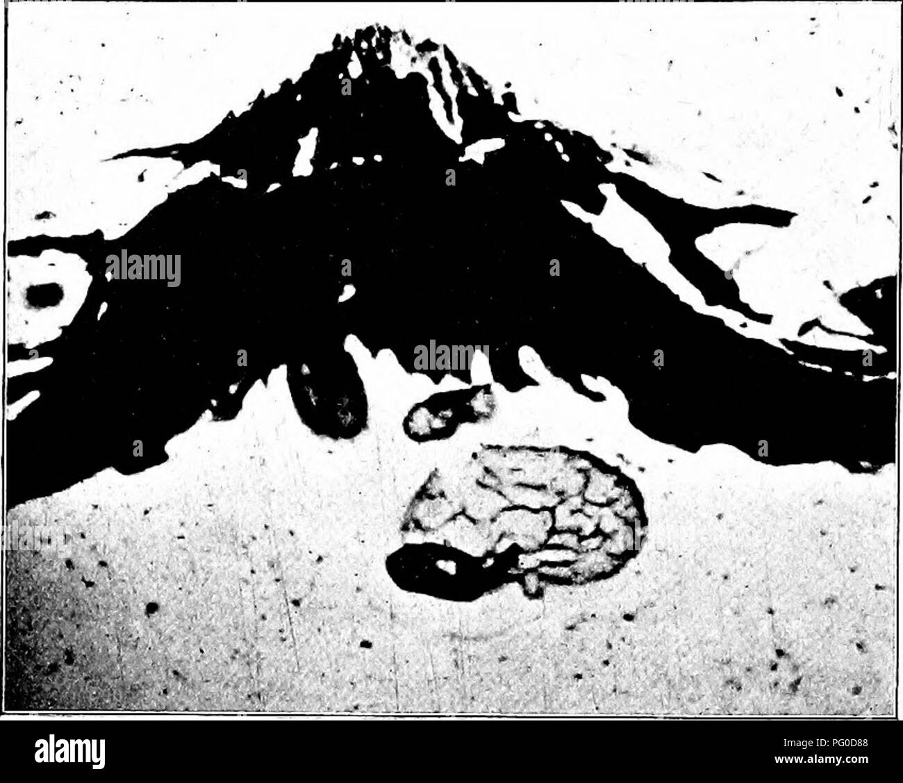 Demon seed hi-res stock photography and images - Alamy