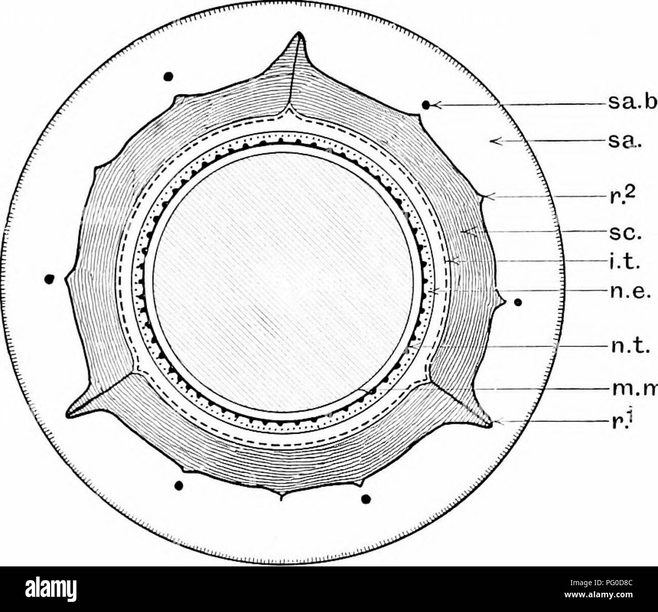 This study focuses on the Medullosae, an extinct group of plants ...