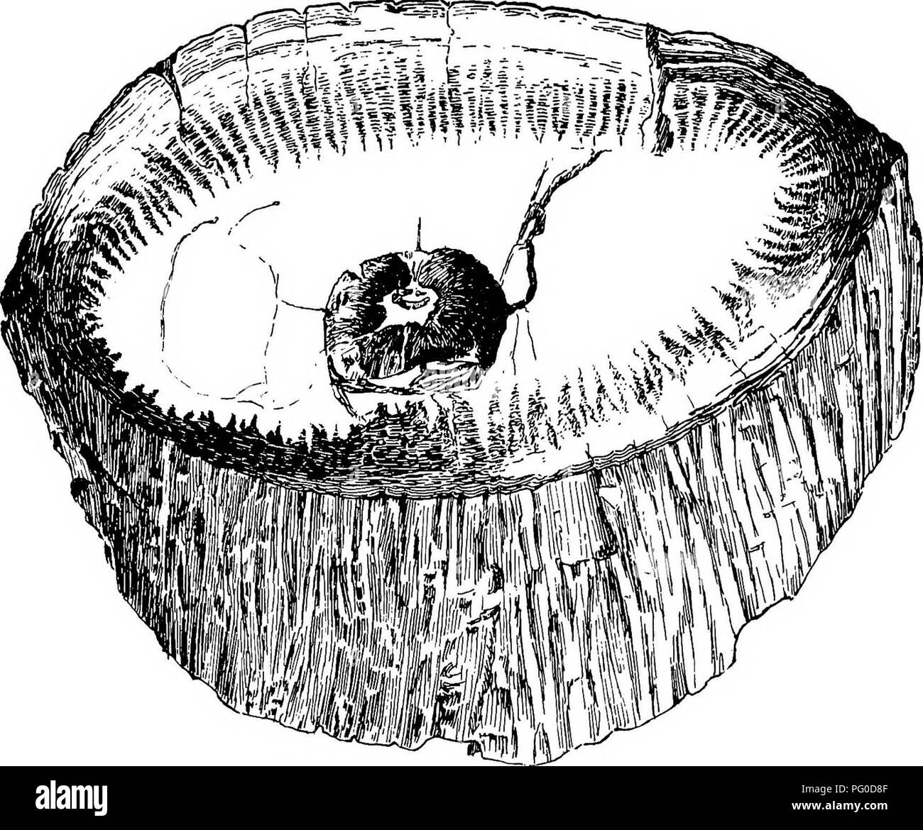 Fossil formation diagram hi-res stock photography and images - Alamy