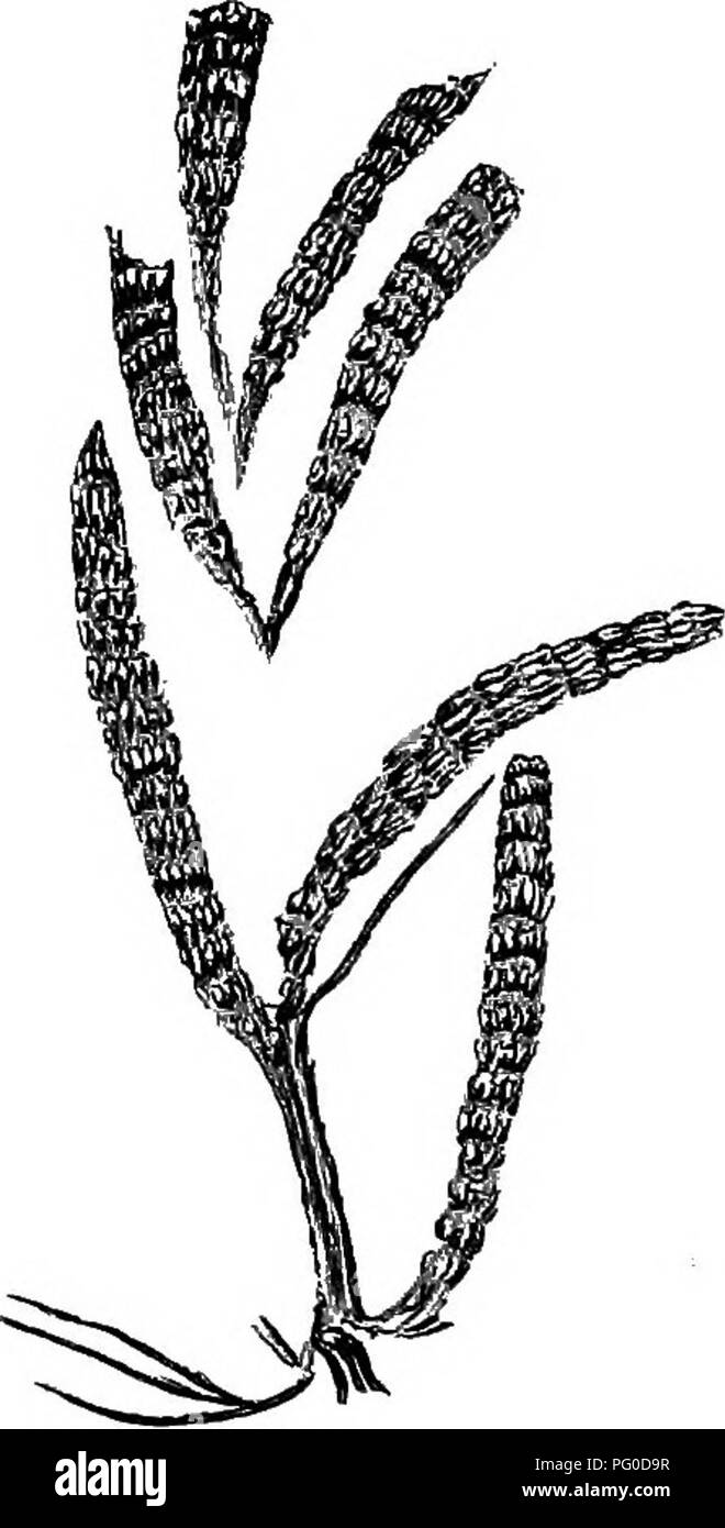 This fossil plant illustration showcases Calamites, an extinct genus of ...