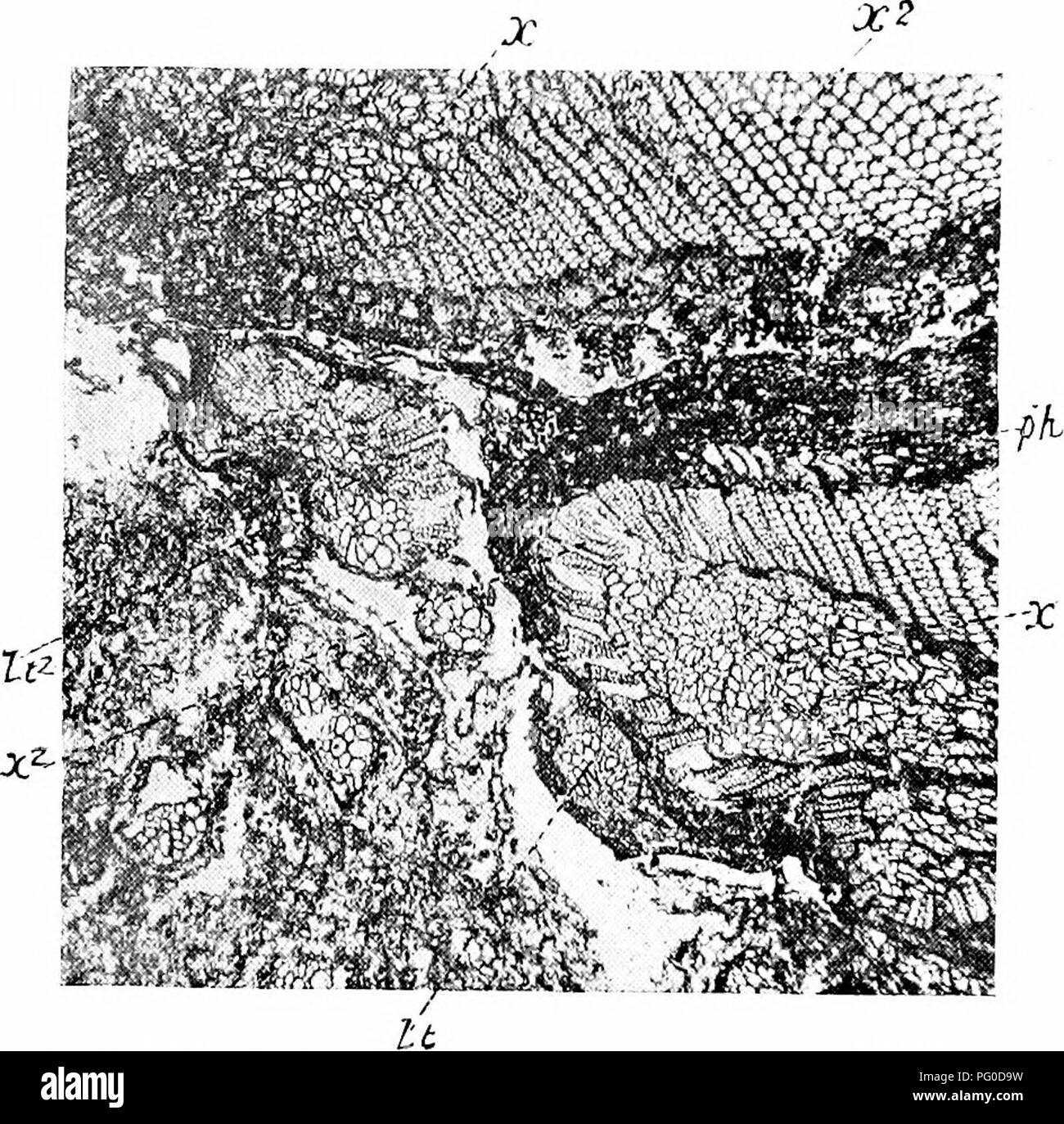 This illustration from 'Studies in Fossil Botany' showcases the ...