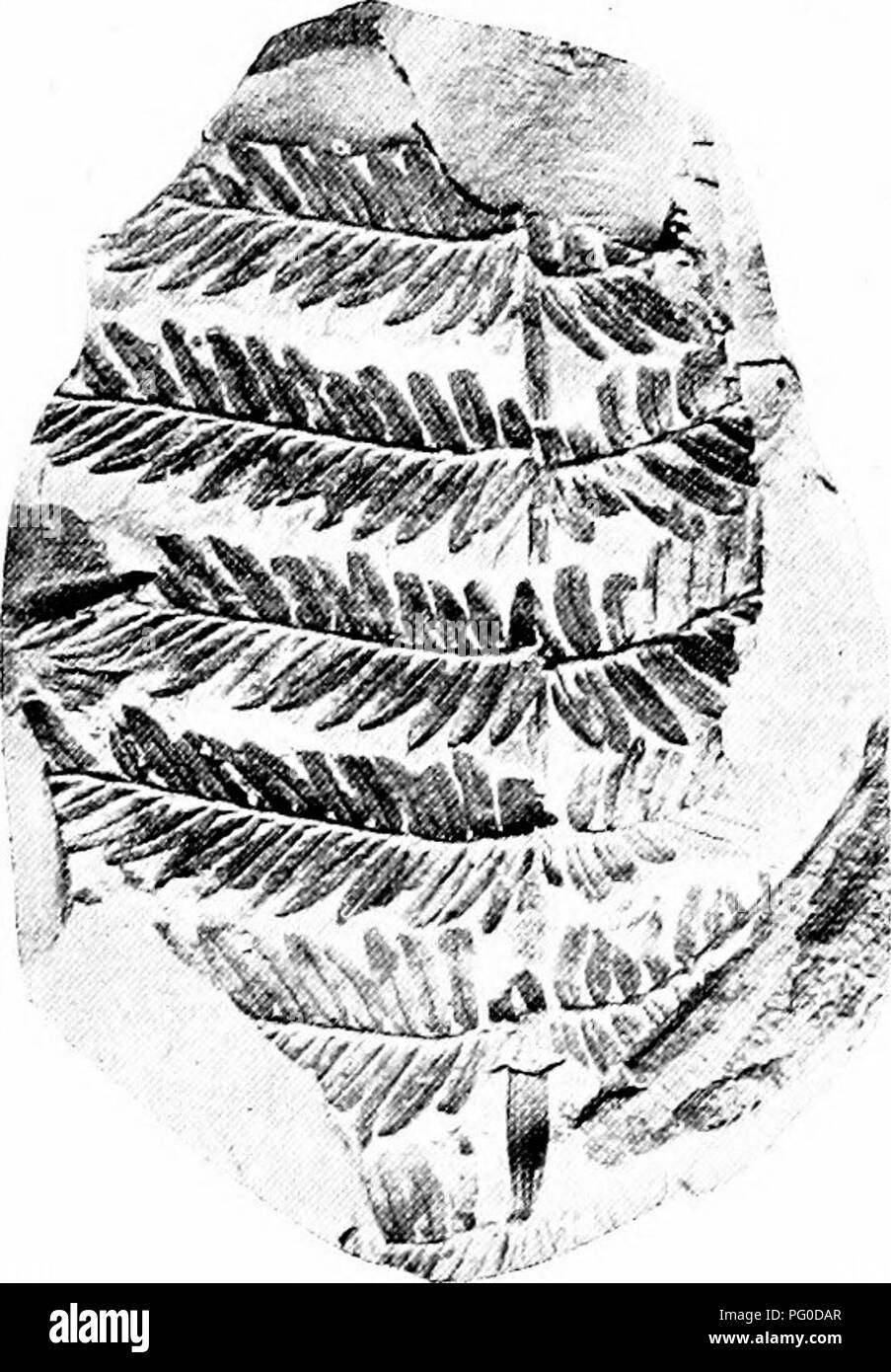 Tripinnate leaves hi-res stock photography and images - Alamy