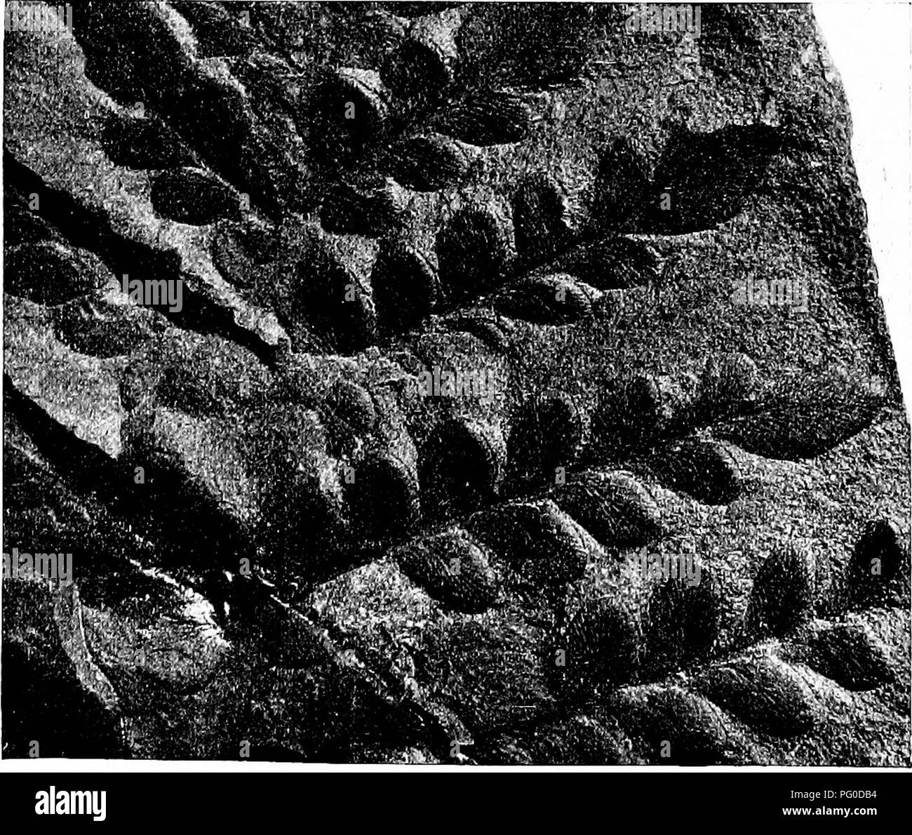 Fossil leaflets hi-res stock photography and images - Alamy