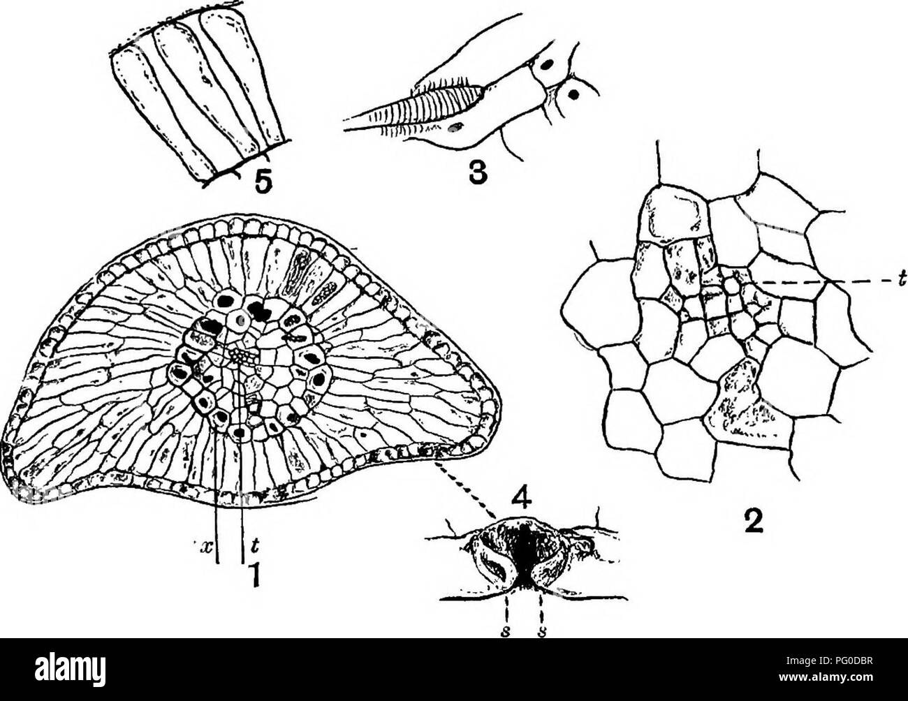. Fossil plants : for students of botany and geology . Paleobotany. X ...