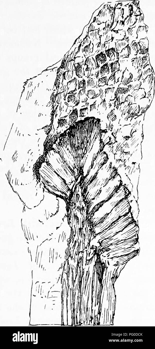 . Fossil plants : for students of botany and geology . Paleobotany. XIV ...