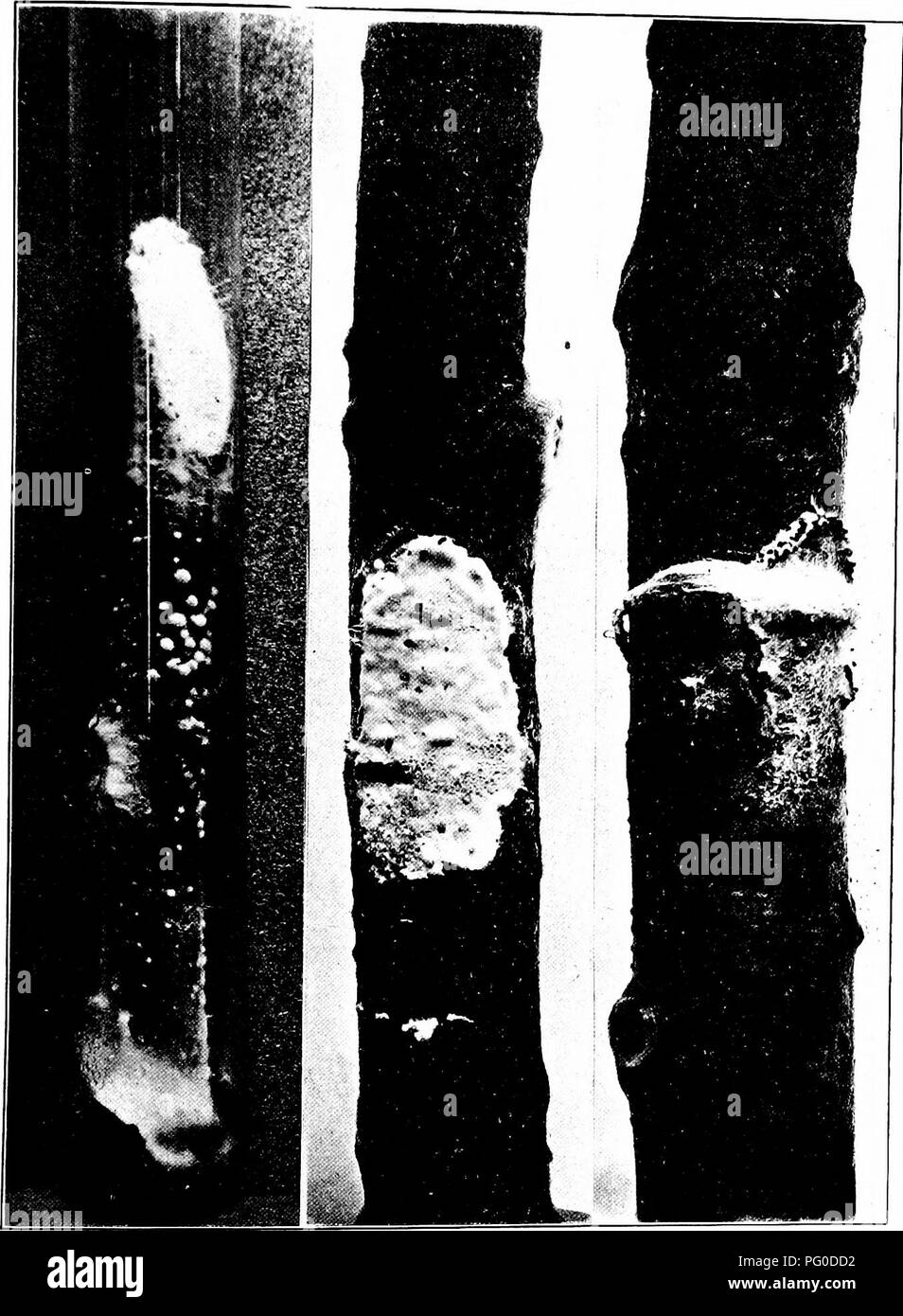 . Chestnut blight. Chestnut blight; Chestnut. 147. Fig. 15. Cultures of ...