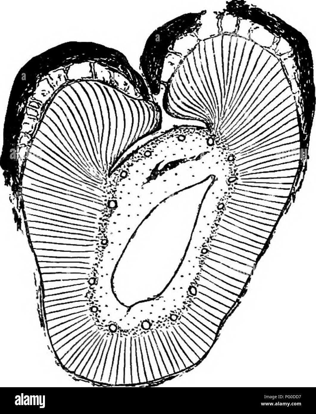 This diagram illustrates the transverse section of a Calamites twig ...