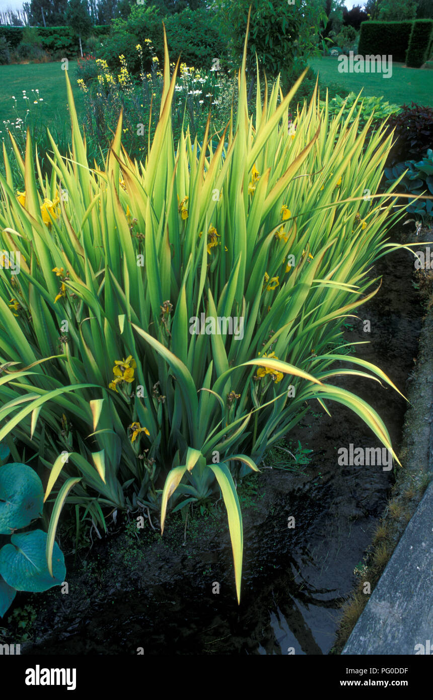 Iris variegata hi-res stock photography and images - Alamy