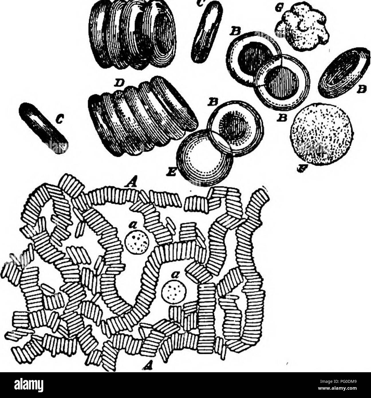 This work focuses on the biological process of digestion in animals ...