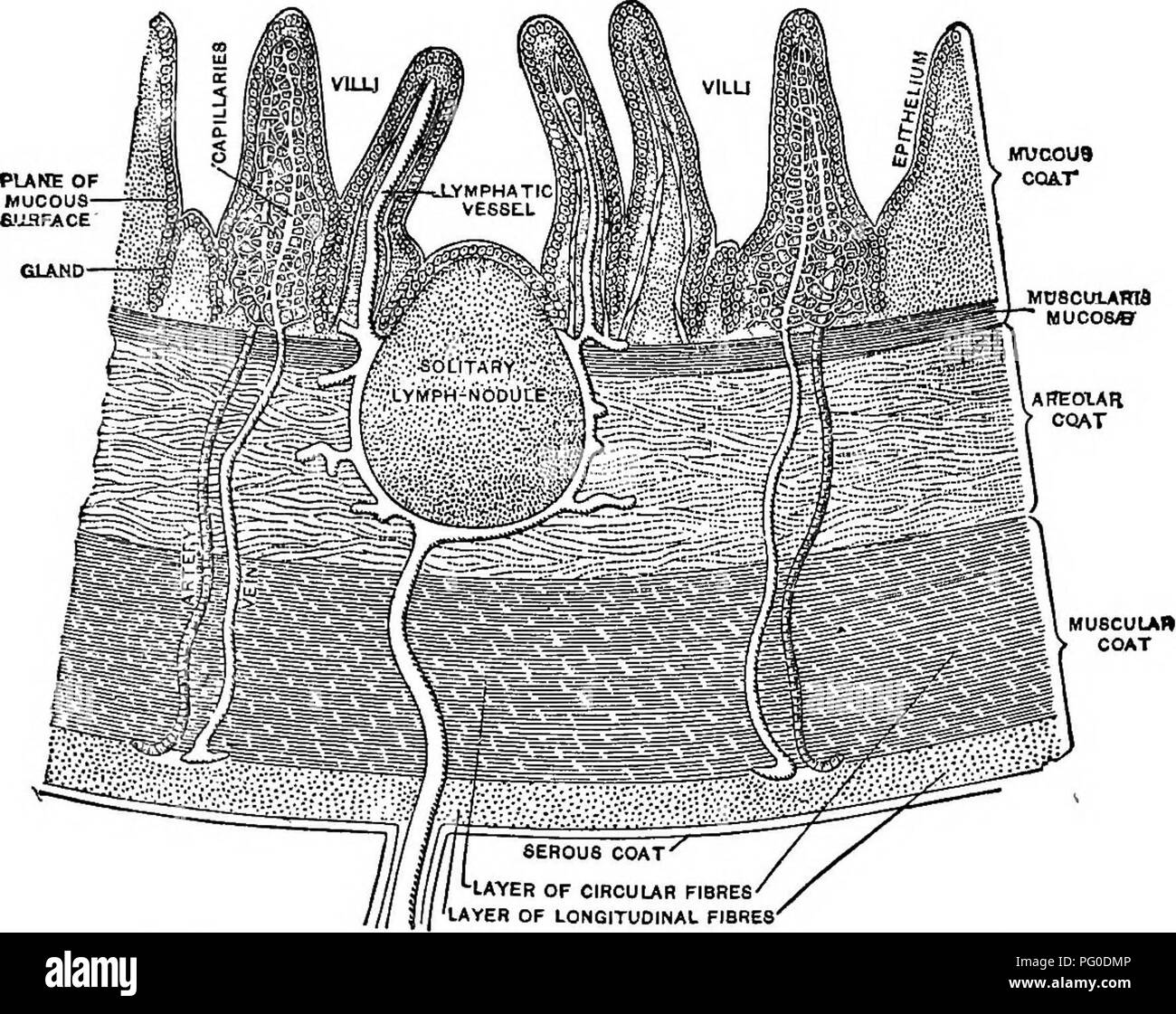 Lymphatic system function hi-res stock photography and images - Alamy