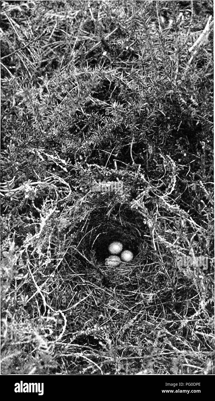 Cherry kearton hi-res stock photography and images - Alamy