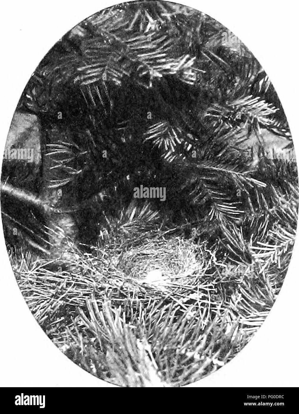 Plaintive call Black and White Stock Photos & Images - Alamy