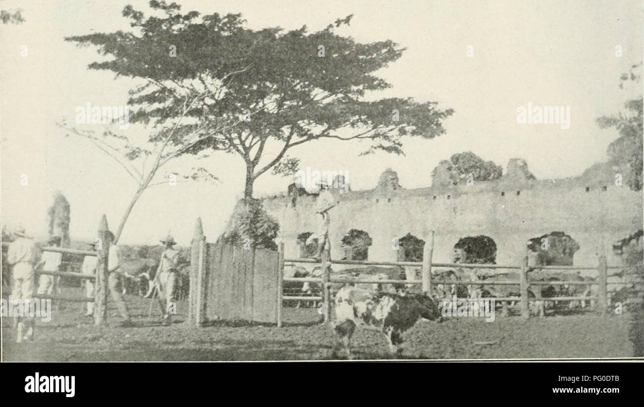 This image showcases cattle ranching in Cuba, particularly on the Santa ...