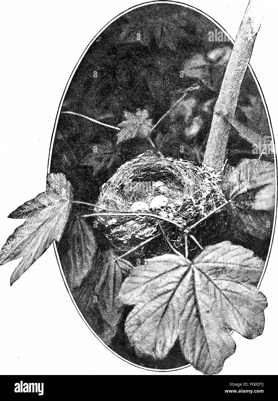 This illustration from *Nature's Carol Singers* by Richard and Cherry ...