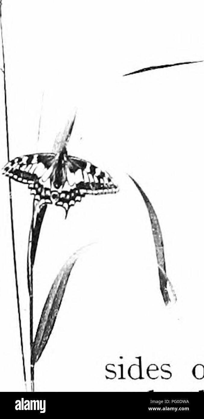 Male reed bunting bird Black and White Stock Photos & Images - Alamy