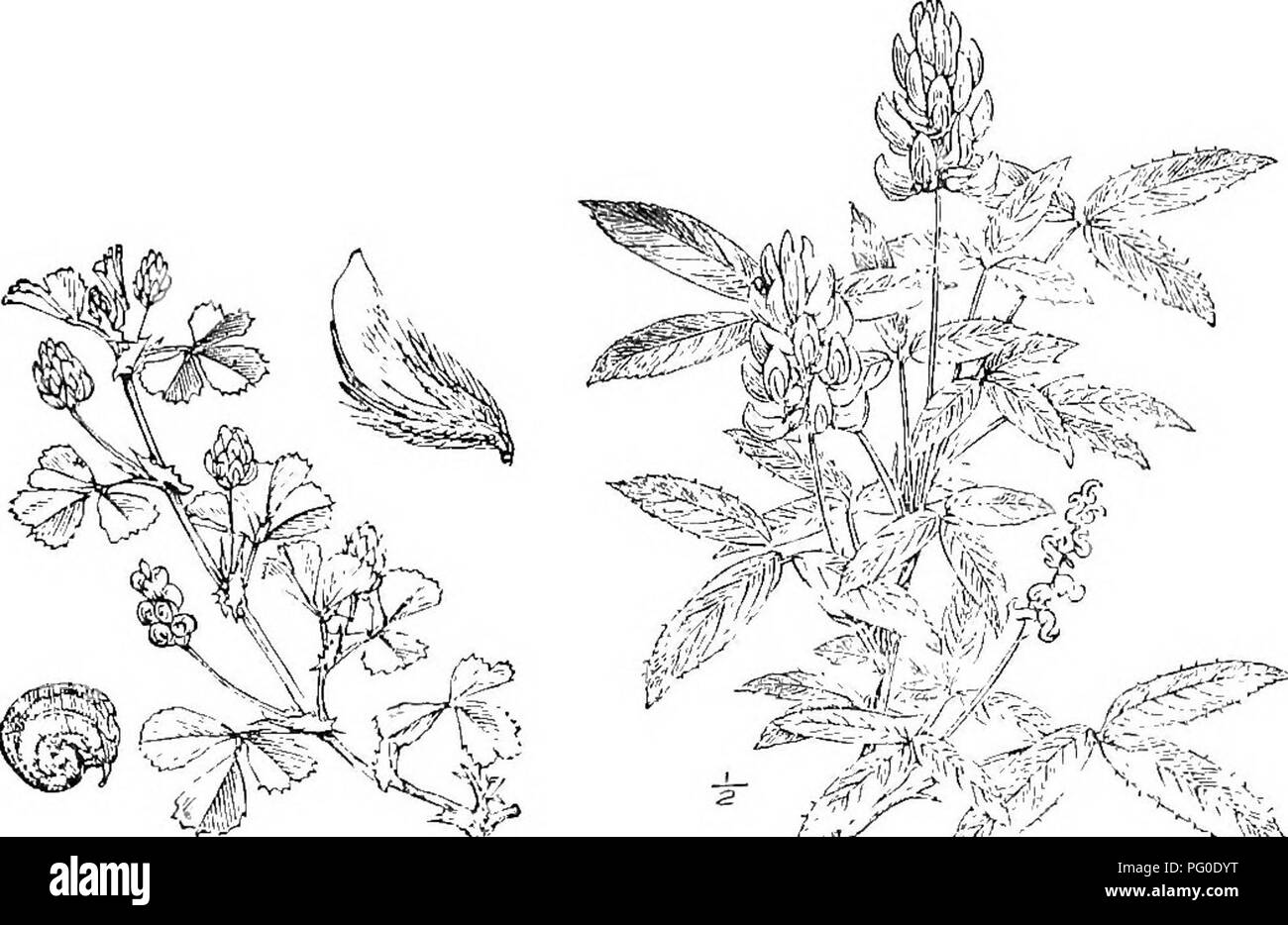 Alfalfa dodder hi-res stock photography and images - Alamy