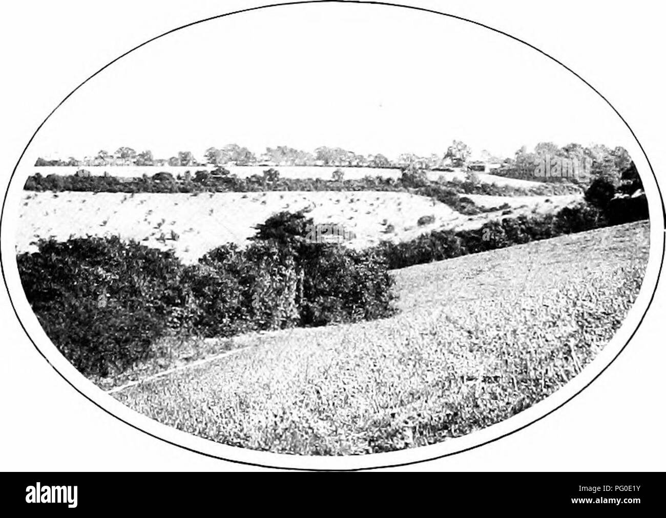 Amusing birds Black and White Stock Photos & Images - Alamy