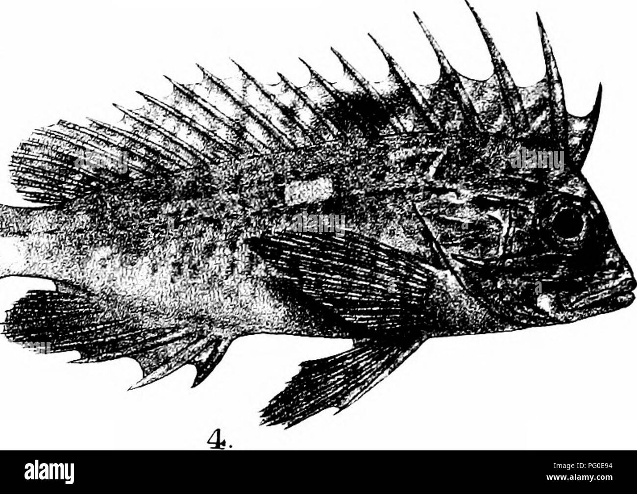 Indian river species Black and White Stock Photos & Images - Alamy