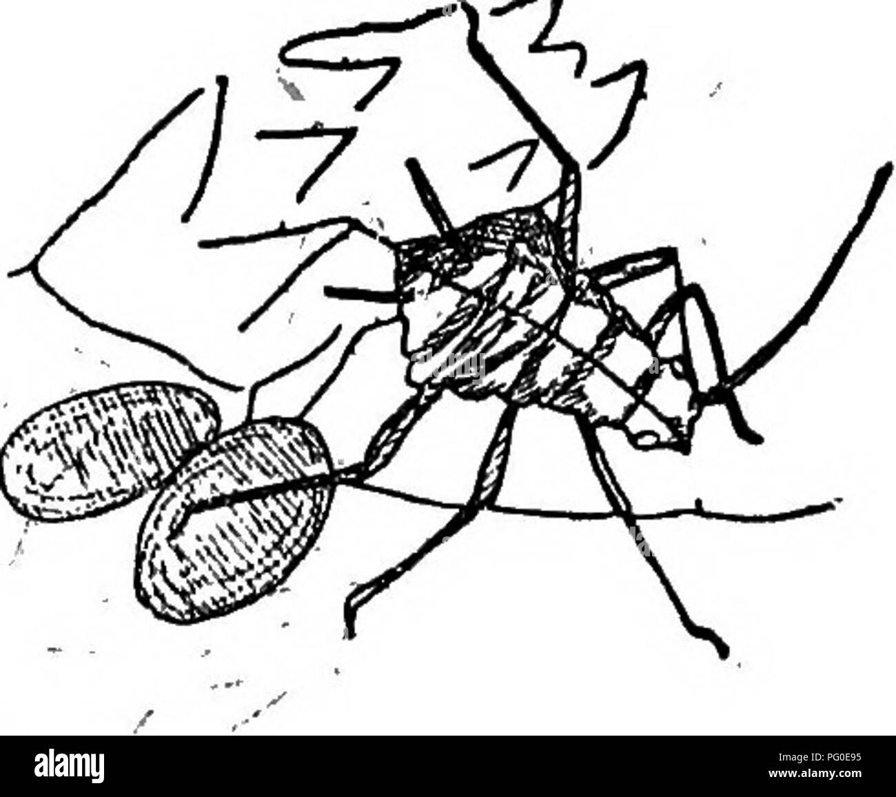 This guide outlines common insect pests like the hop aphid and plant ...