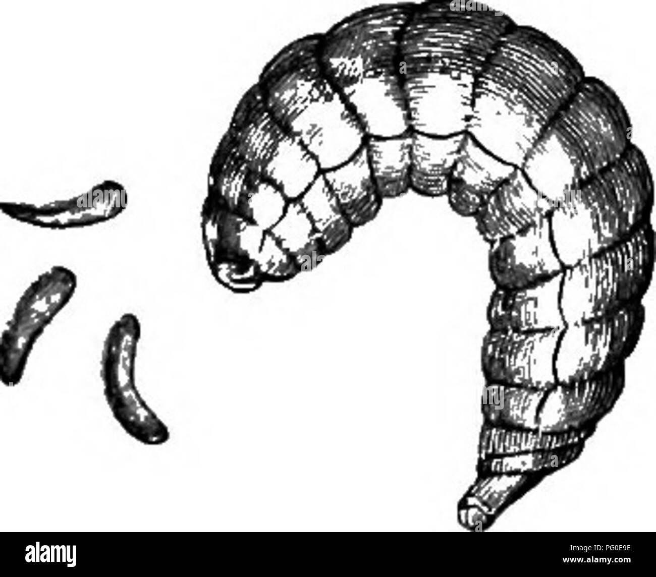 This illustration highlights the development of honey-bees, focusing on ...