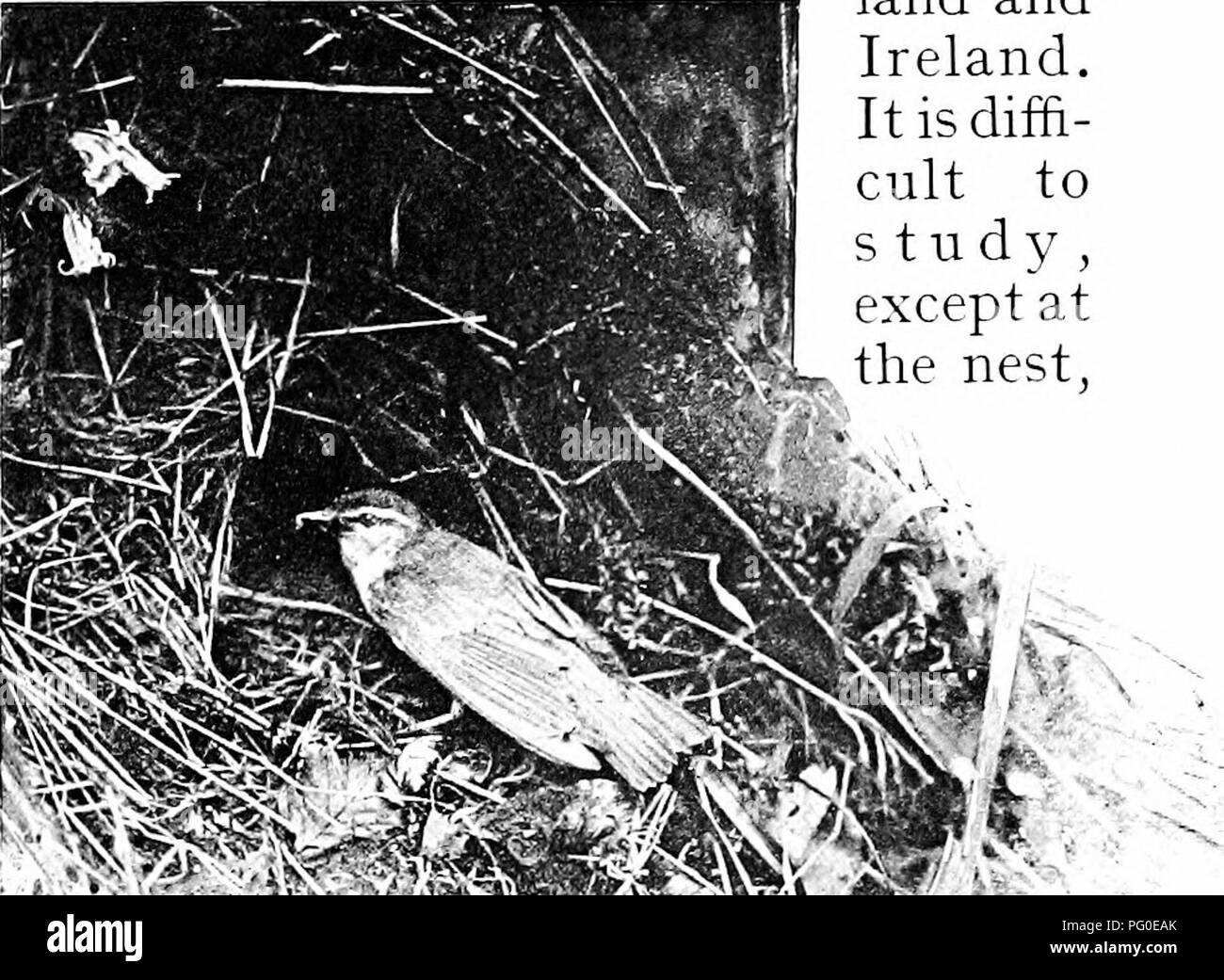 Plaintive call Black and White Stock Photos & Images - Alamy