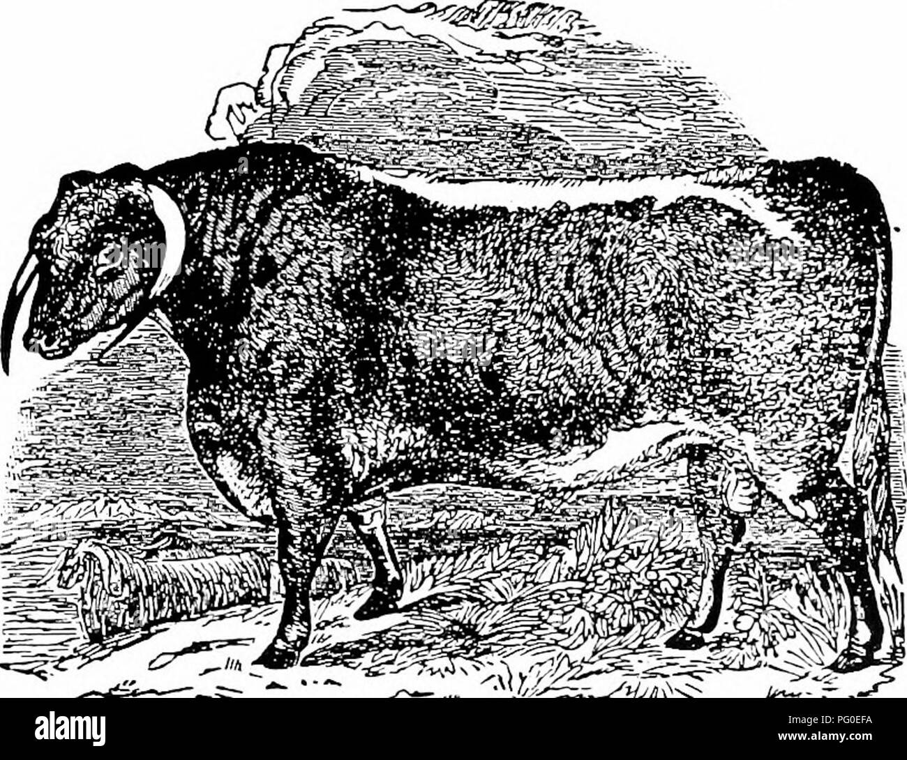 This historical work documents the origins and development of the ...