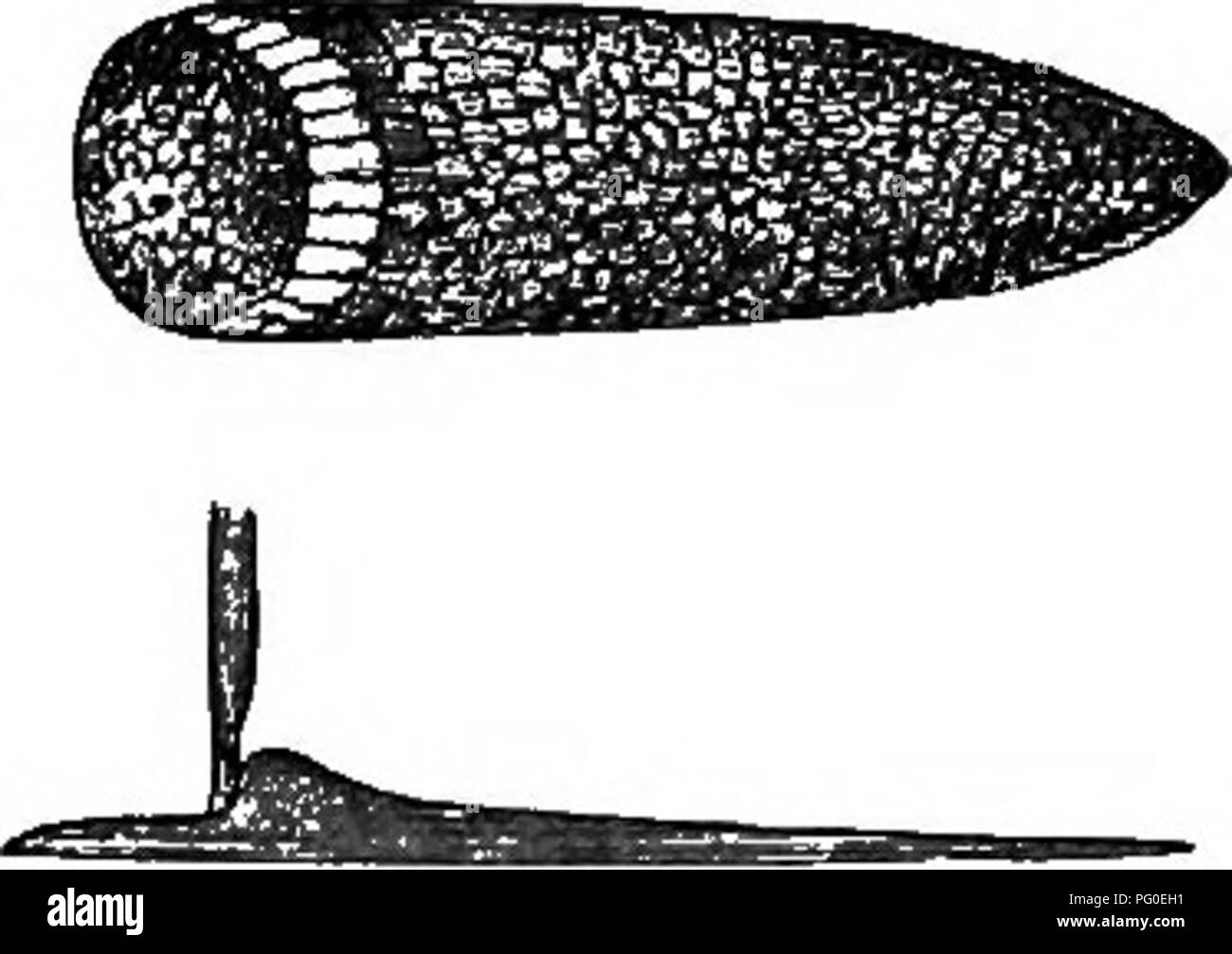 This work examines the intricate methods by which orchids are ...