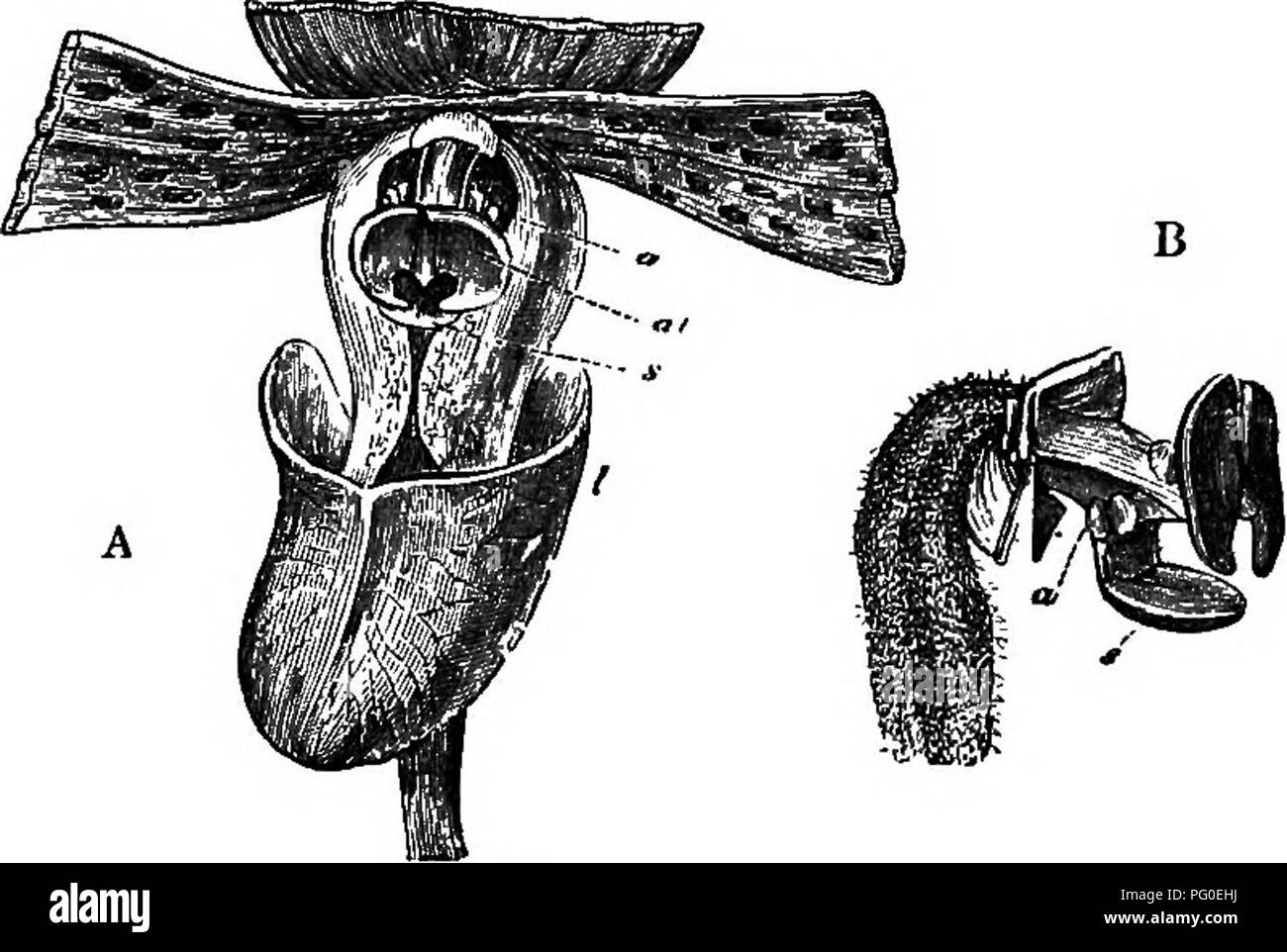 This work examines the mechanisms by which orchids are pollinated by ...